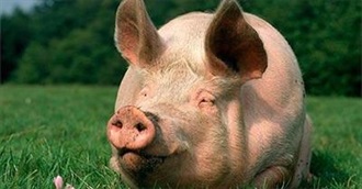 Famous Pigs