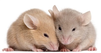 Famous Mice of Literature