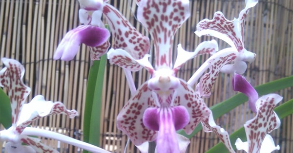 Horror Movies Tabitha Have Seen